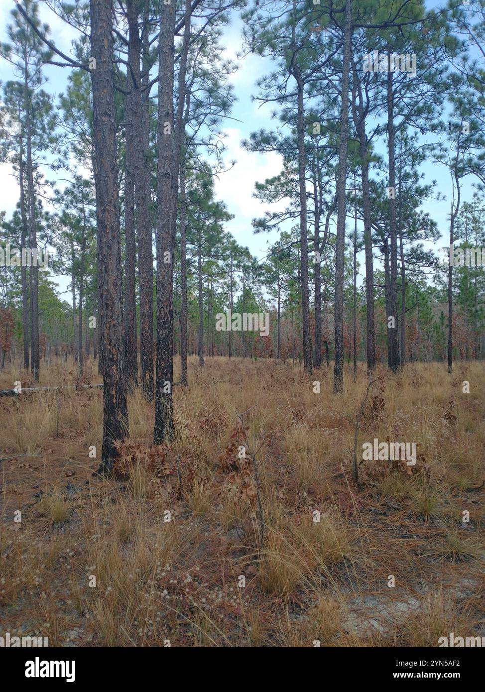 longleaf pine (Pinus palustris Stock Photo - Alamy