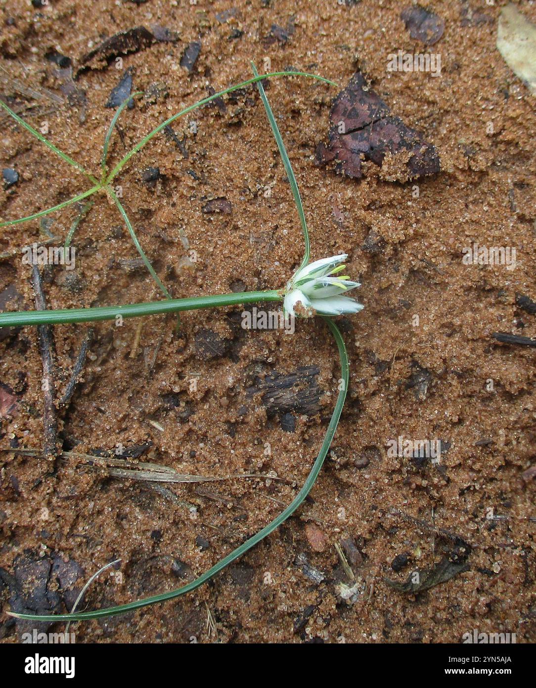 Cyperus niveus hi-res stock photography and images - Alamy