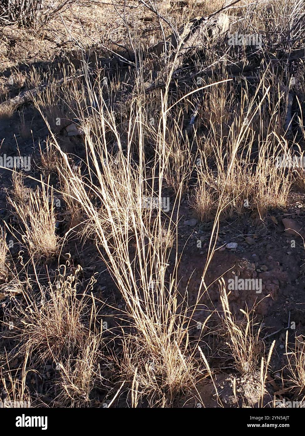 Sand Dropseed (Sporobolus cryptandrus Stock Photo - Alamy