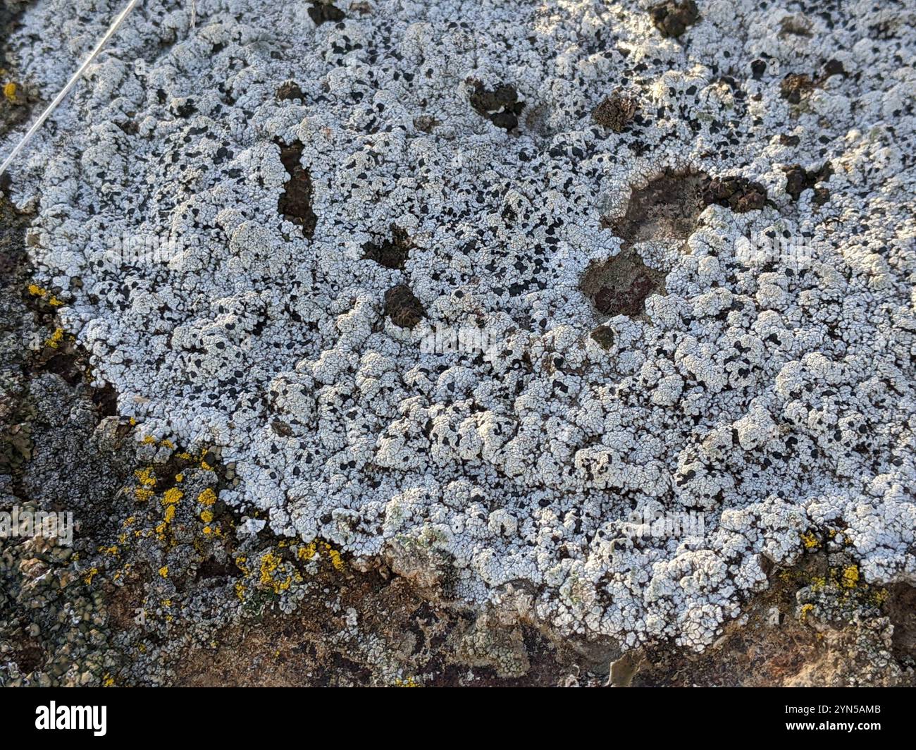 Tile Lichens (Lecidea Stock Photo - Alamy