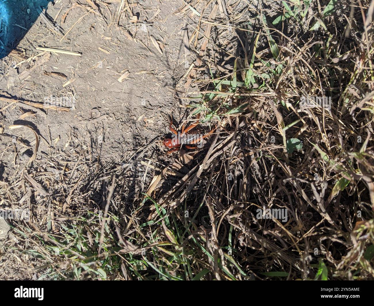 Mexican Jerusalem Cricket (Stenopelmatus talpa Stock Photo - Alamy