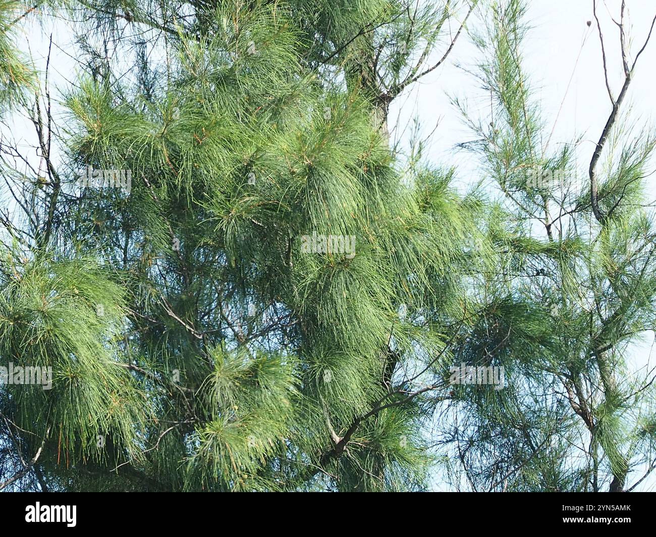 Beach Sheoak (Casuarina equisetifolia Stock Photo - Alamy