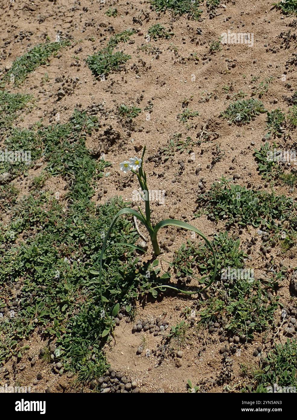 Two-leaved Cape tulip (Moraea miniata Stock Photo - Alamy