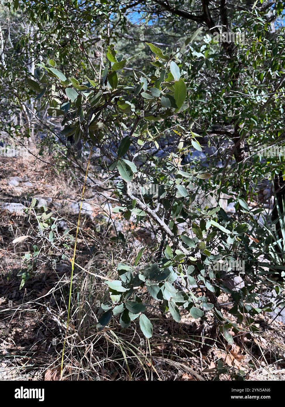 Arizona white oak (Quercus arizonica Stock Photo - Alamy