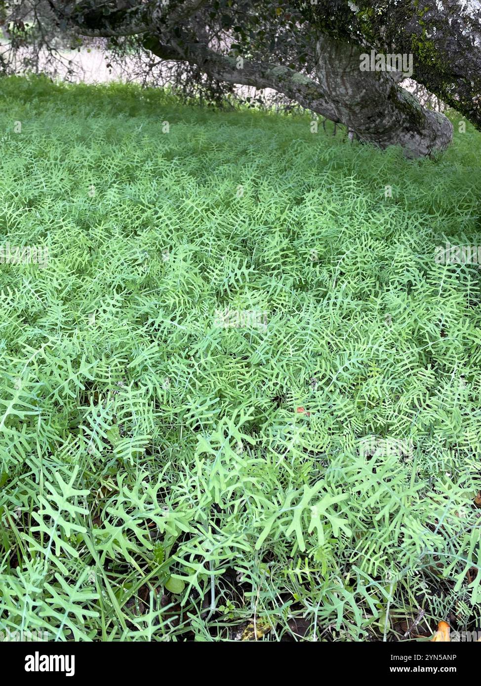 white fiesta flower (Pholistoma membranaceum Stock Photo - Alamy