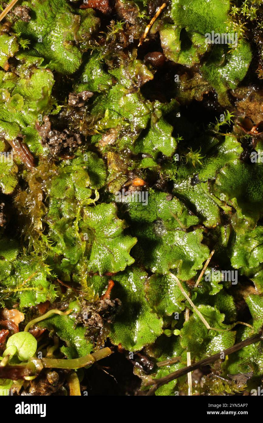 Common Liverwort (Marchantia polymorpha Stock Photo - Alamy