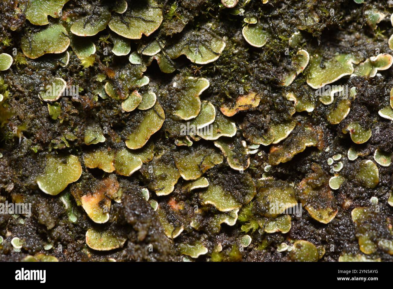 Fishscale Lichens (Psora Stock Photo - Alamy