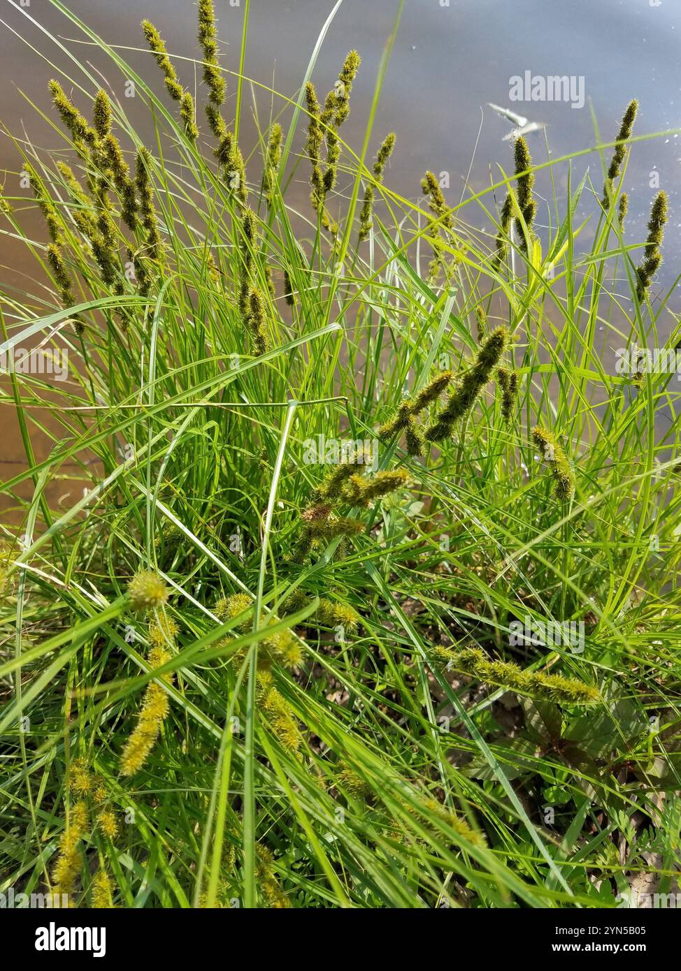 fox sedge (Carex vulpinoidea Stock Photo - Alamy