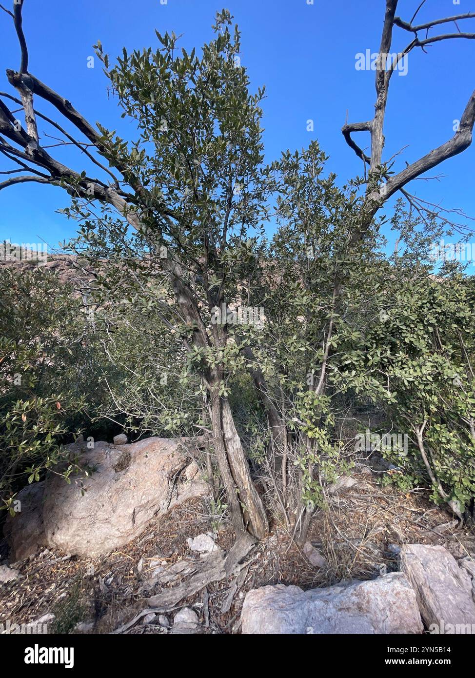 Arizona white oak (Quercus arizonica Stock Photo - Alamy