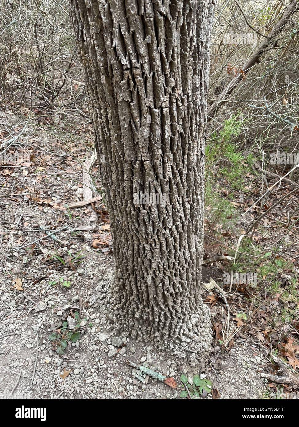 Texas ash (Fraxinus albicans Stock Photo - Alamy