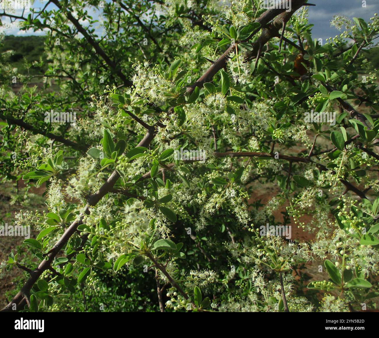 Terminalia prunioides hi-res stock photography and images - Alamy