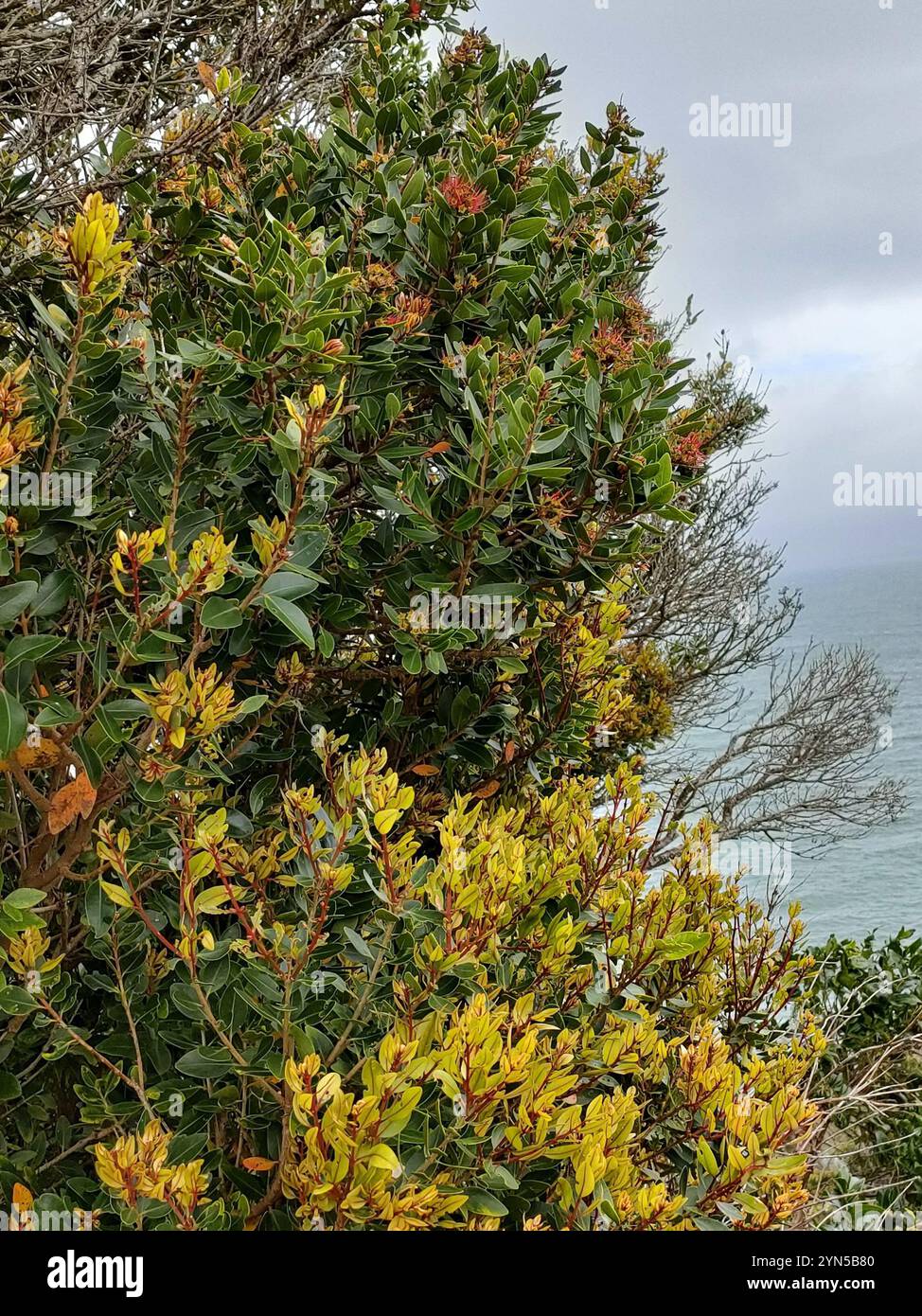 Northern rata hi-res stock photography and images - Alamy