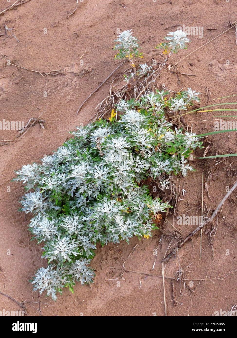 Artemisia stelleriana hi-res stock photography and images - Alamy