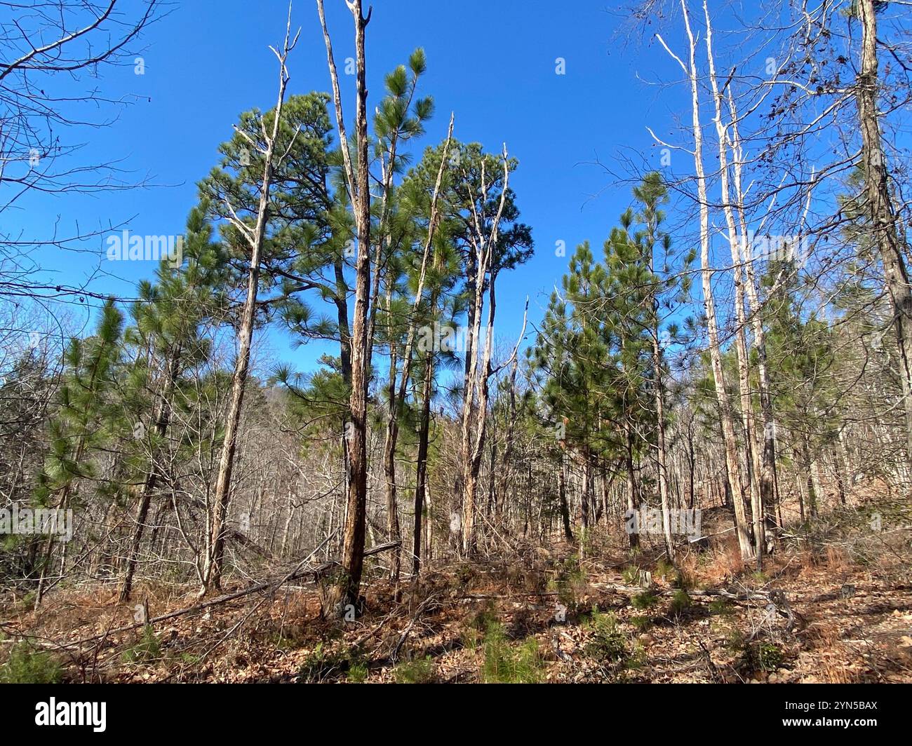 longleaf pine (Pinus palustris Stock Photo - Alamy