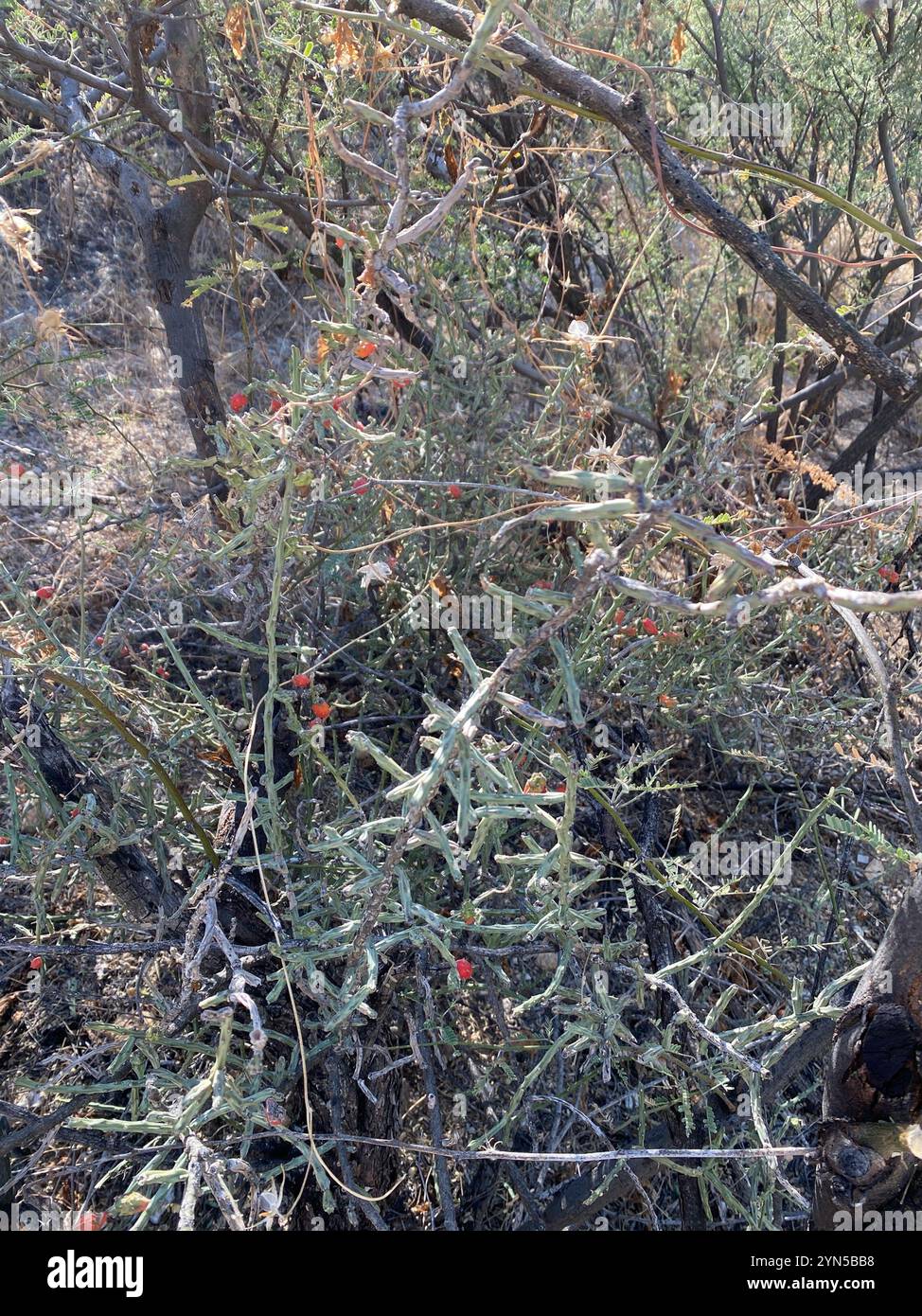 Christmas cholla (Cylindropuntia leptocaulis Stock Photo - Alamy