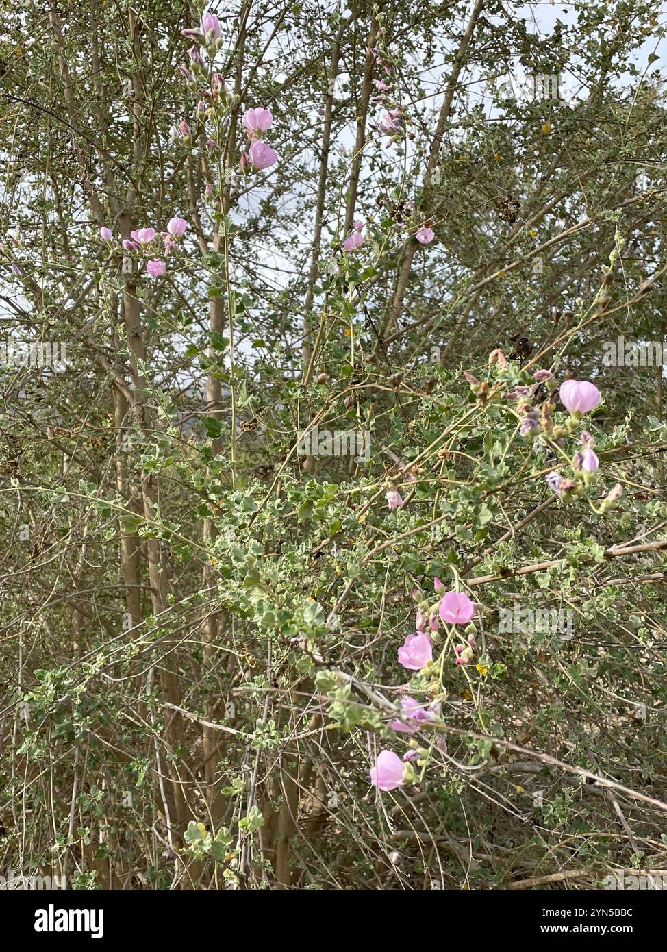 southern coastal bushmallow (Malacothamnus fasciculatus Stock Photo - Alamy