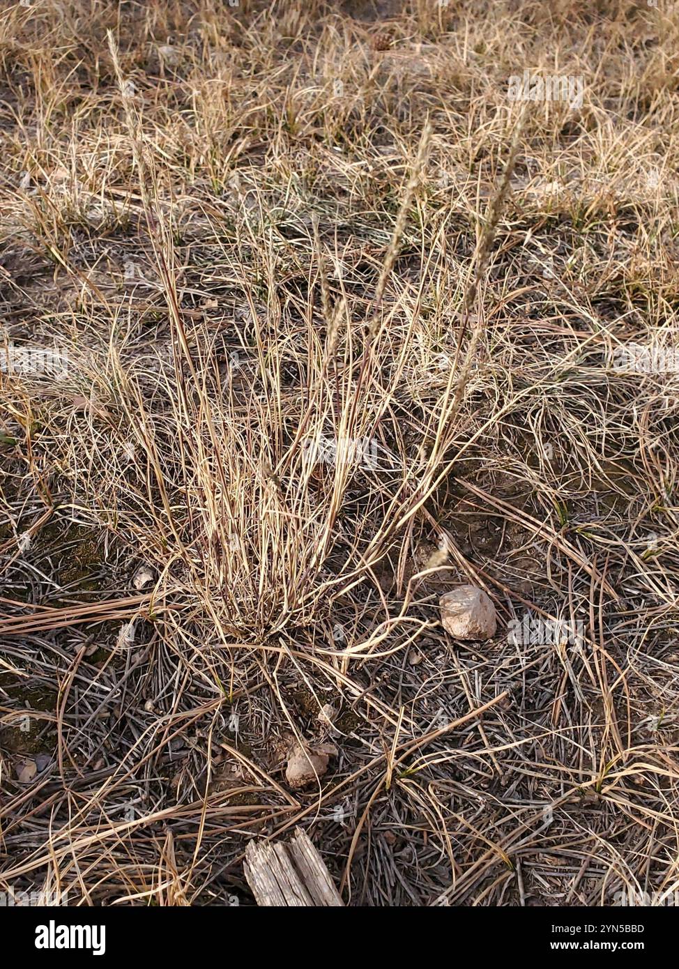 Spike Muhly (Muhlenbergia wrightii Stock Photo - Alamy