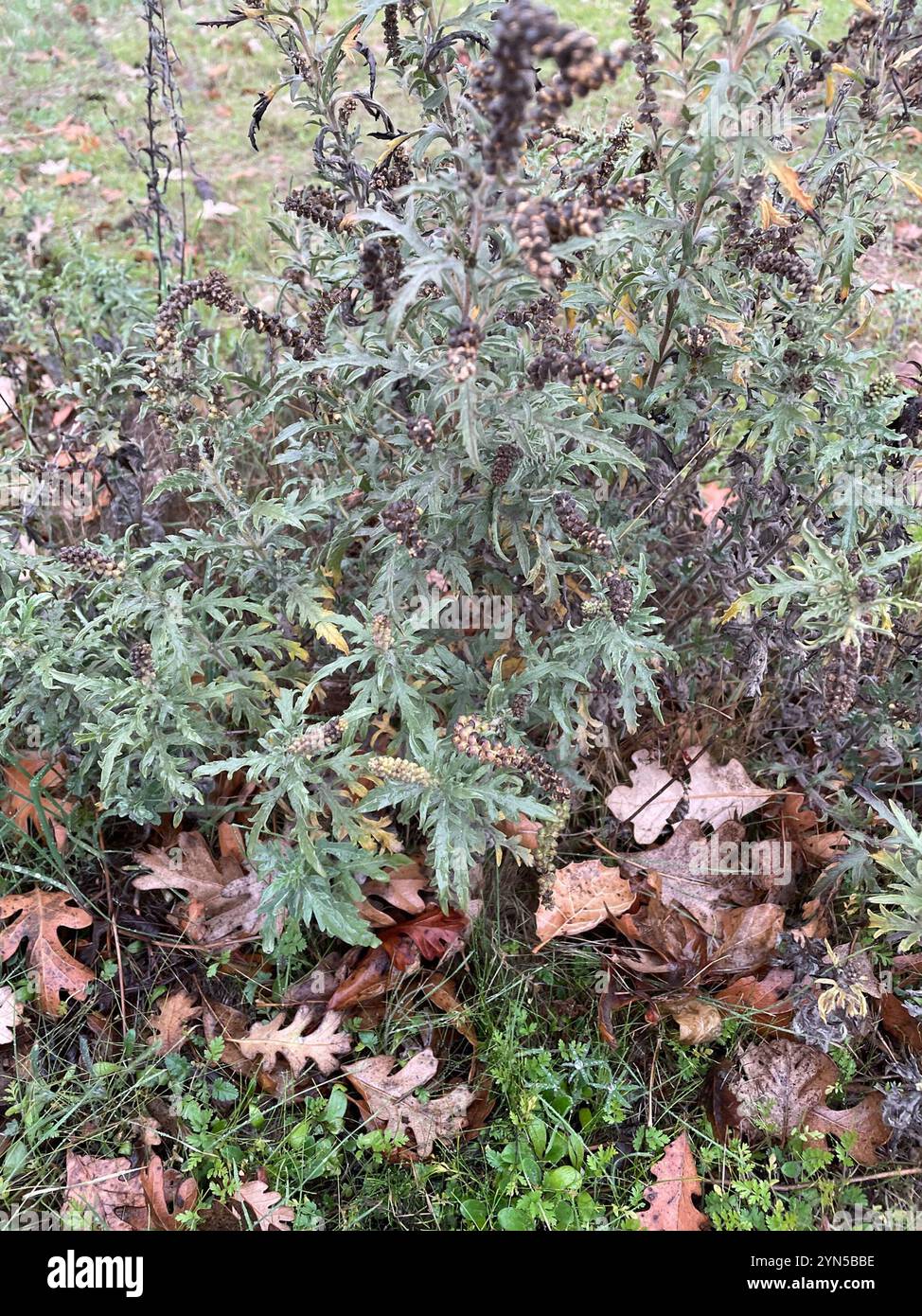 western ragweed (Ambrosia psilostachya Stock Photo - Alamy