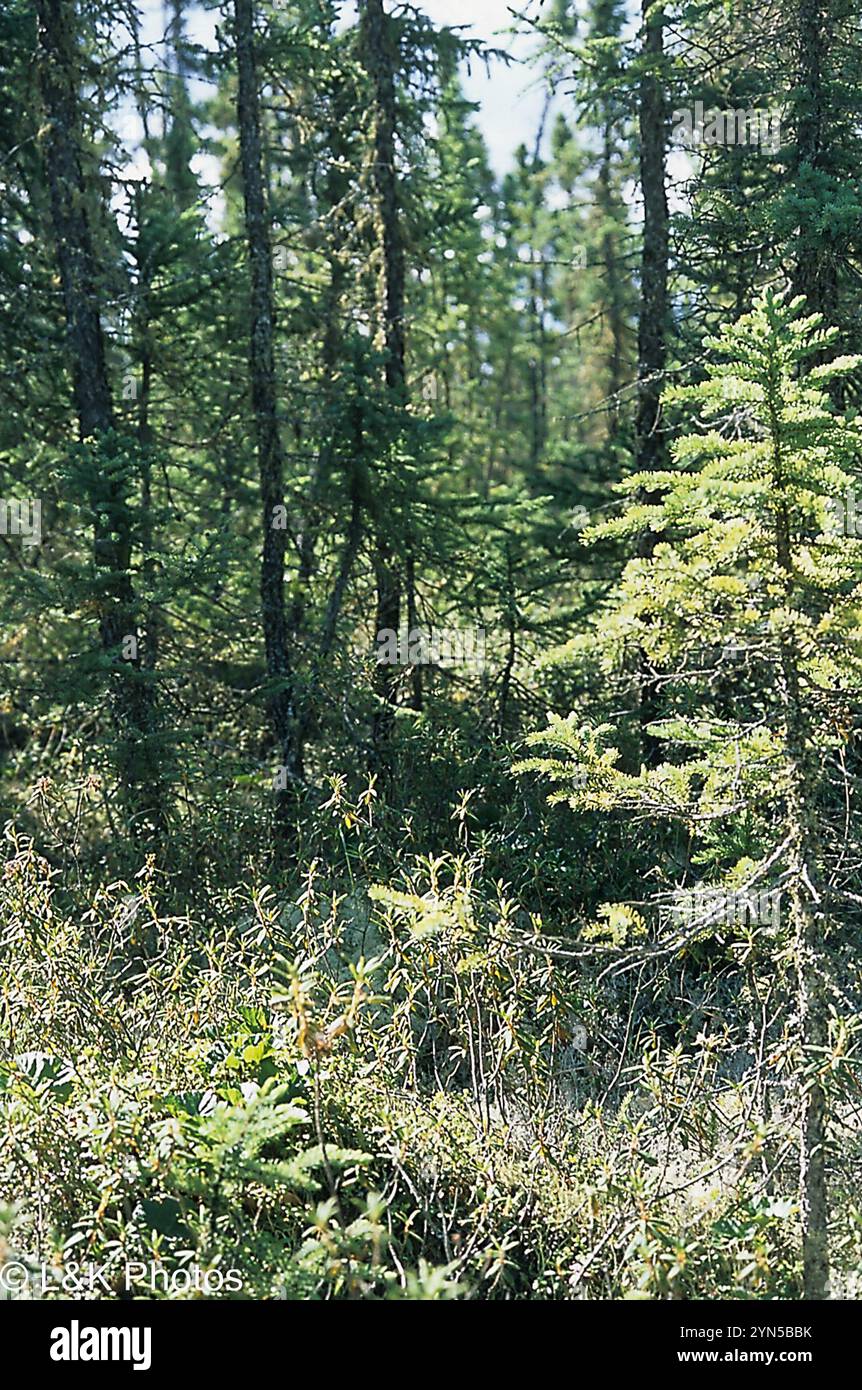 black spruce (Picea mariana Stock Photo - Alamy