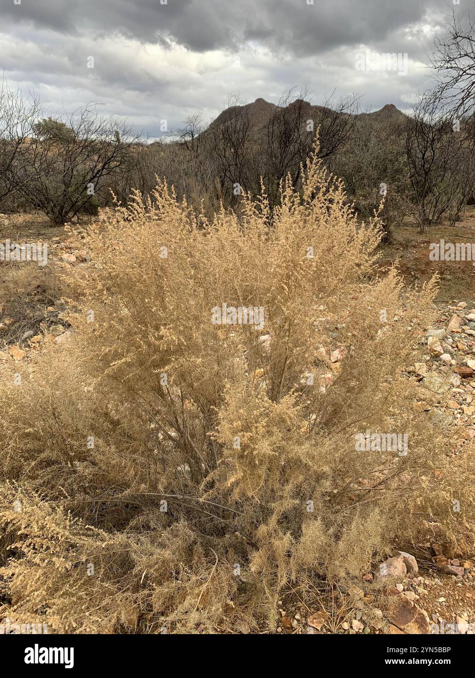 Singlewhorl Burrobrush (Ambrosia monogyra Stock Photo - Alamy