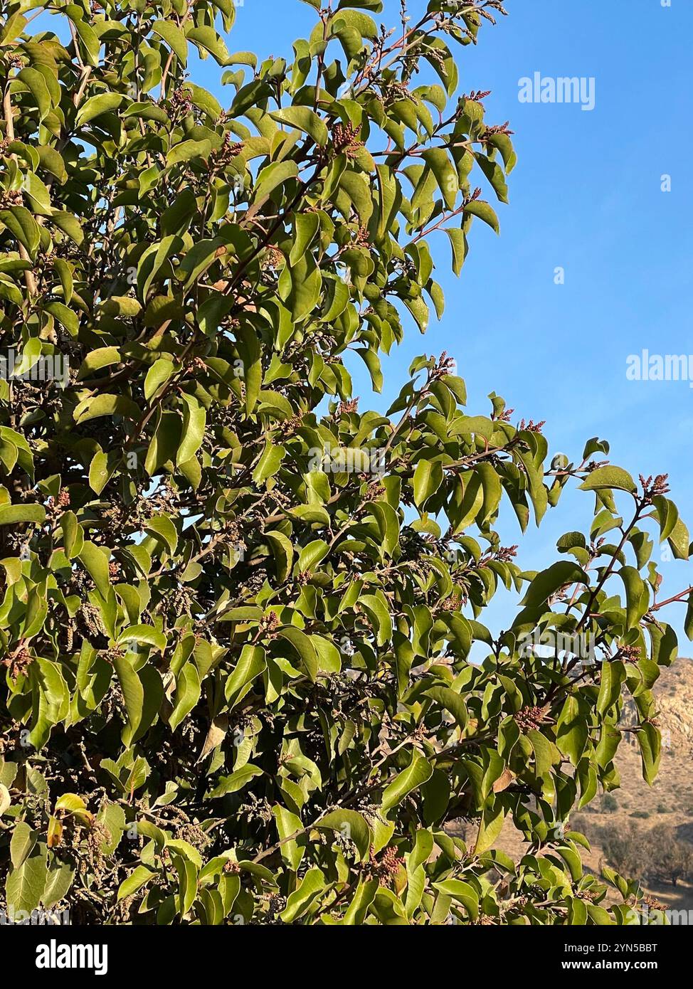 Sugar bush rhus ovata hi-res stock photography and images - Alamy