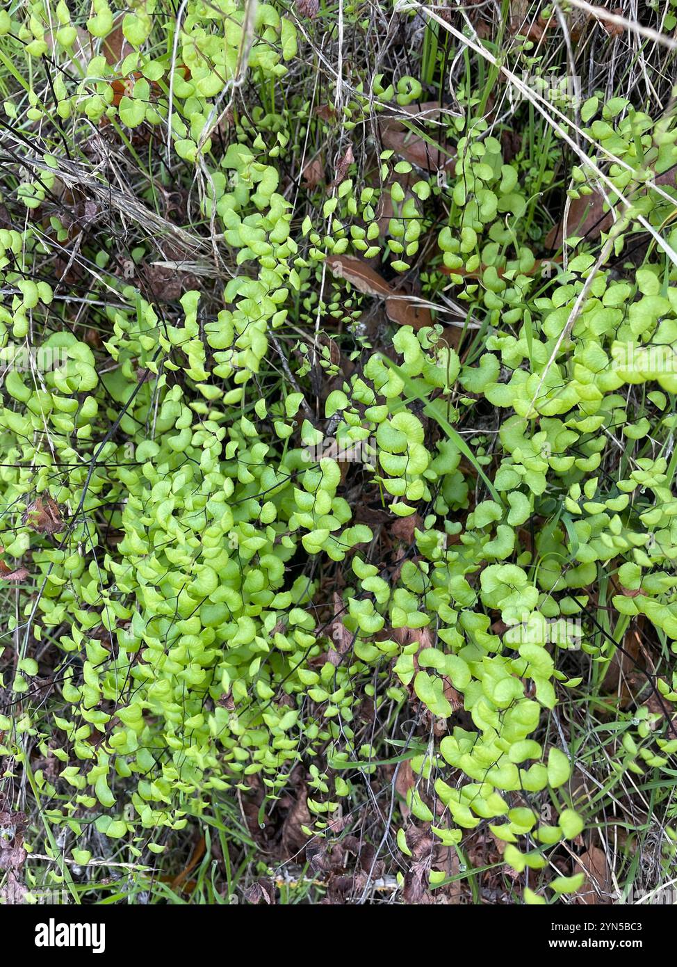 California Maidenhair Fern (Adiantum jordanii Stock Photo - Alamy