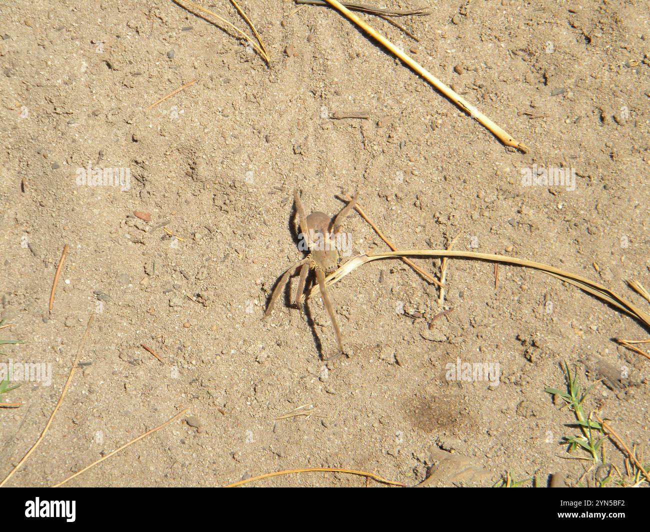 Palystes spider hi-res stock photography and images - Alamy