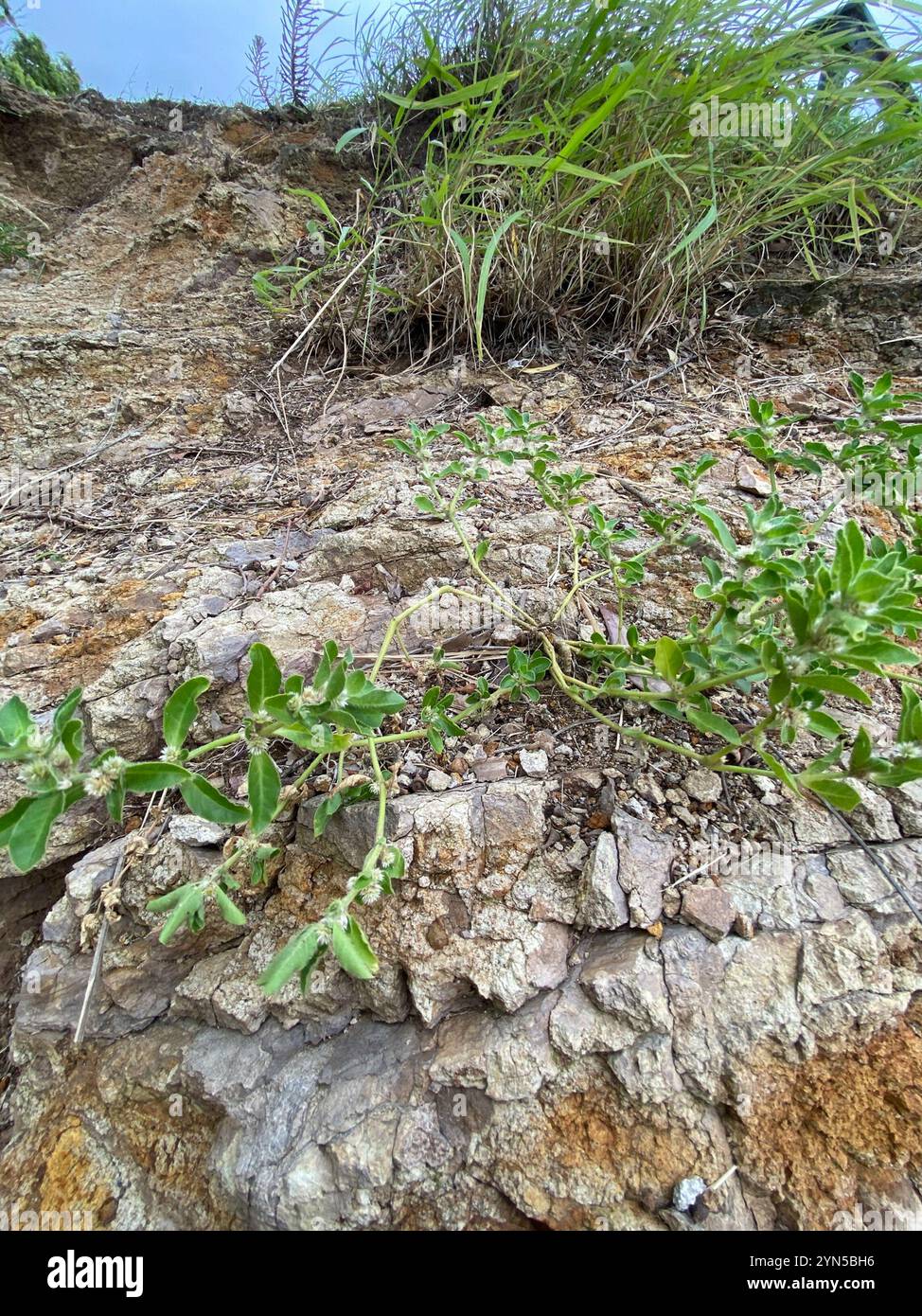 Joyweed hi-res stock photography and images - Alamy