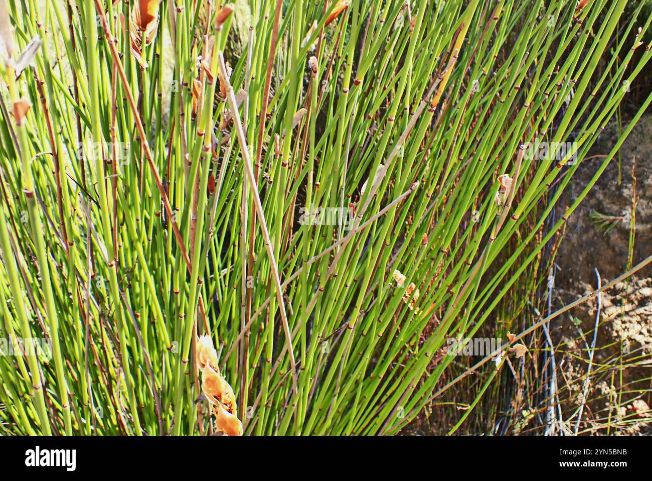 Horse Goldreed (Elegia equisetacea Stock Photo - Alamy