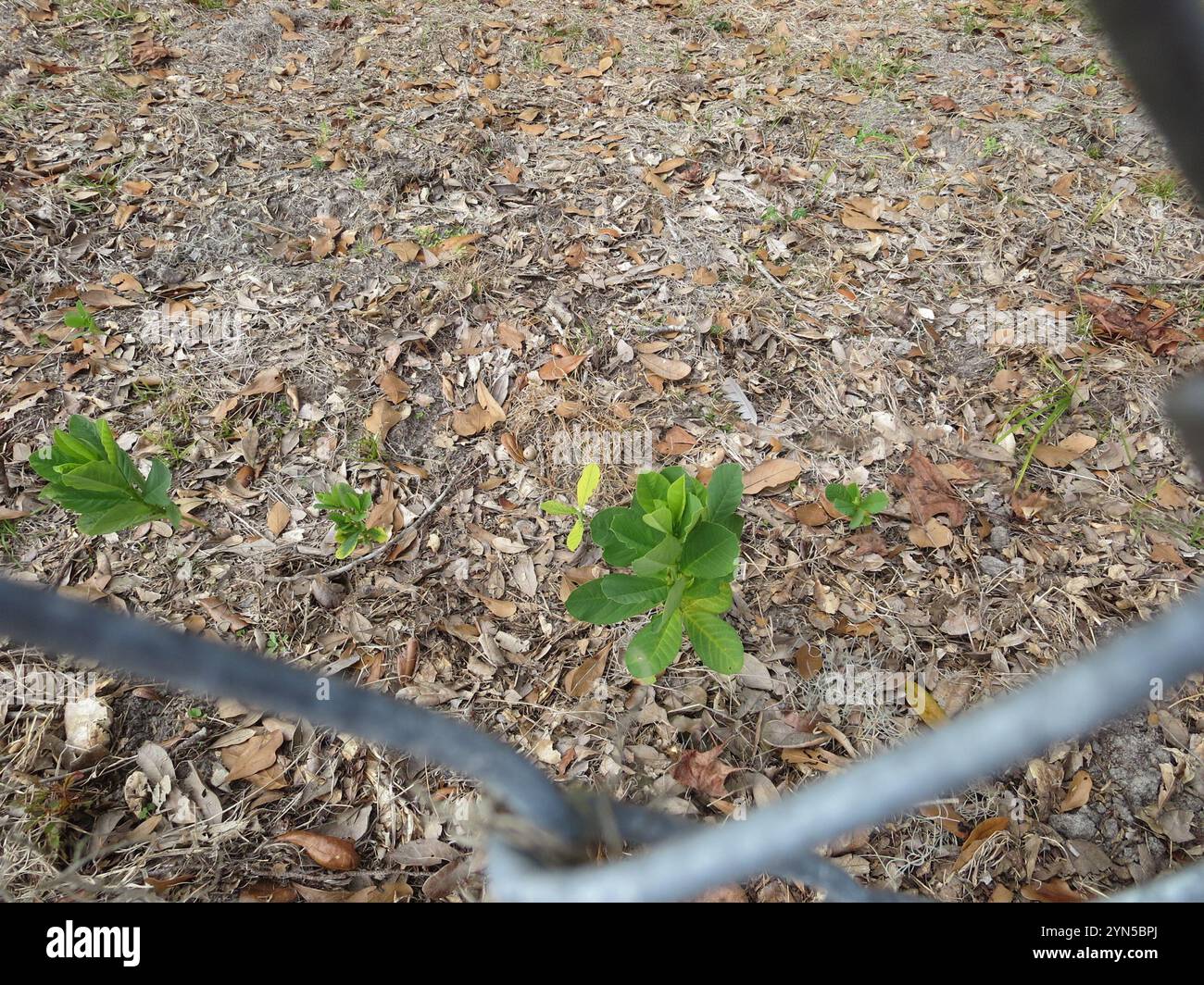 Showy Rattlebox (Crotalaria spectabilis Stock Photo - Alamy