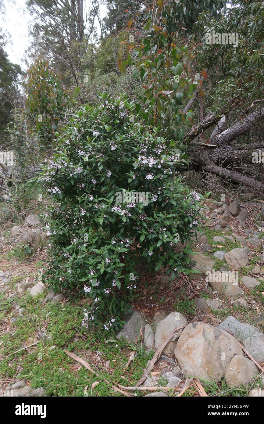 Christmas Bush (Prostanthera lasianthos Stock Photo - Alamy