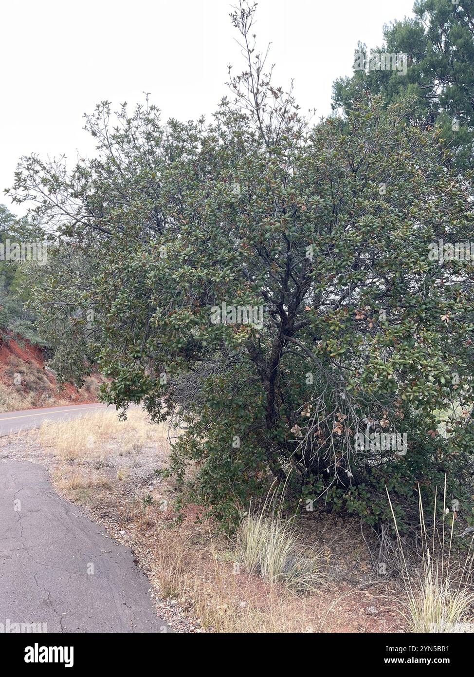 netleaf oak (Quercus rugosa Stock Photo - Alamy