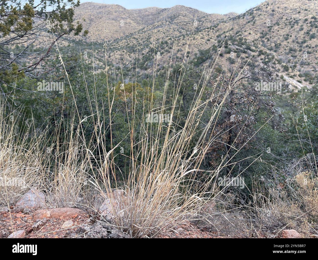 Sideoats Grama (Bouteloua curtipendula Stock Photo - Alamy