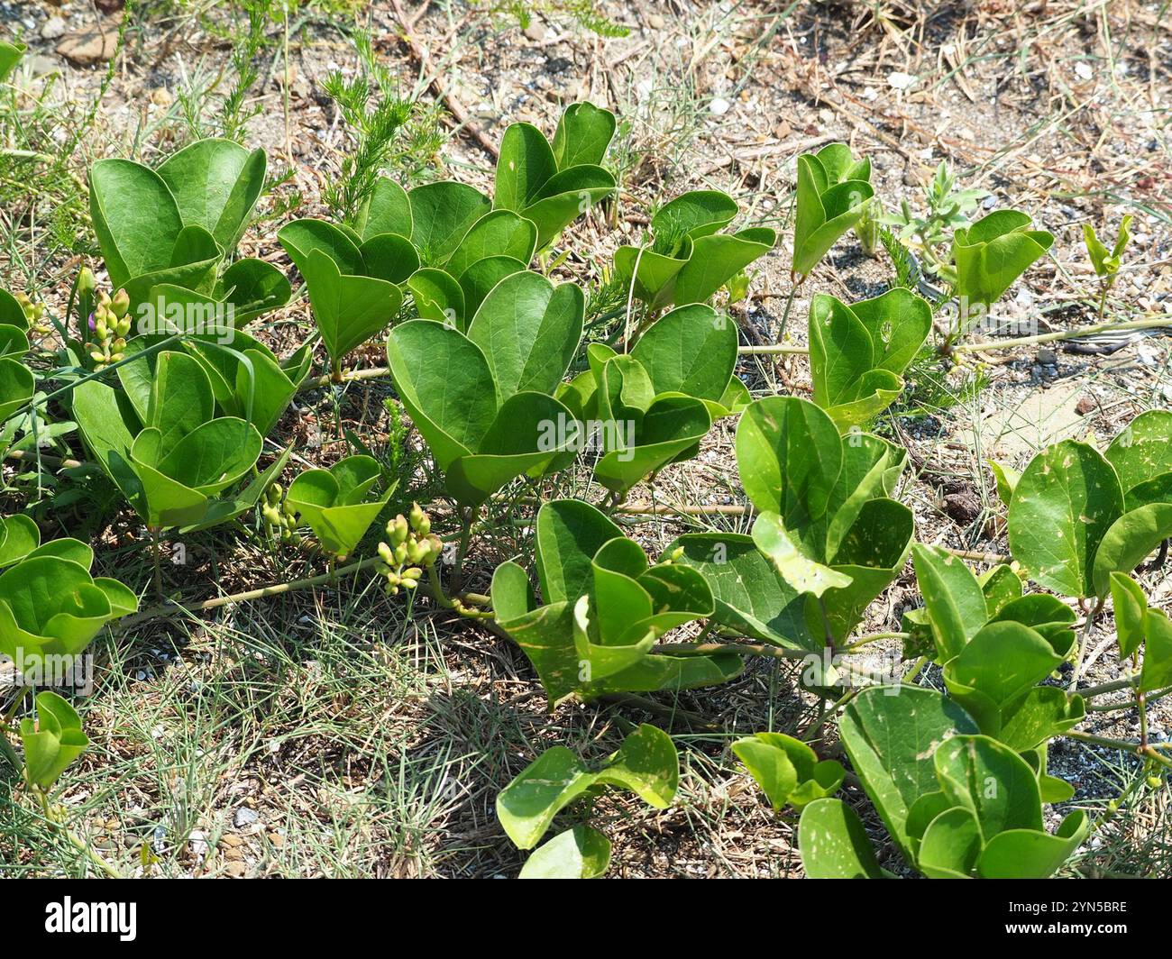 Beach Bean (Canavalia rosea Stock Photo - Alamy