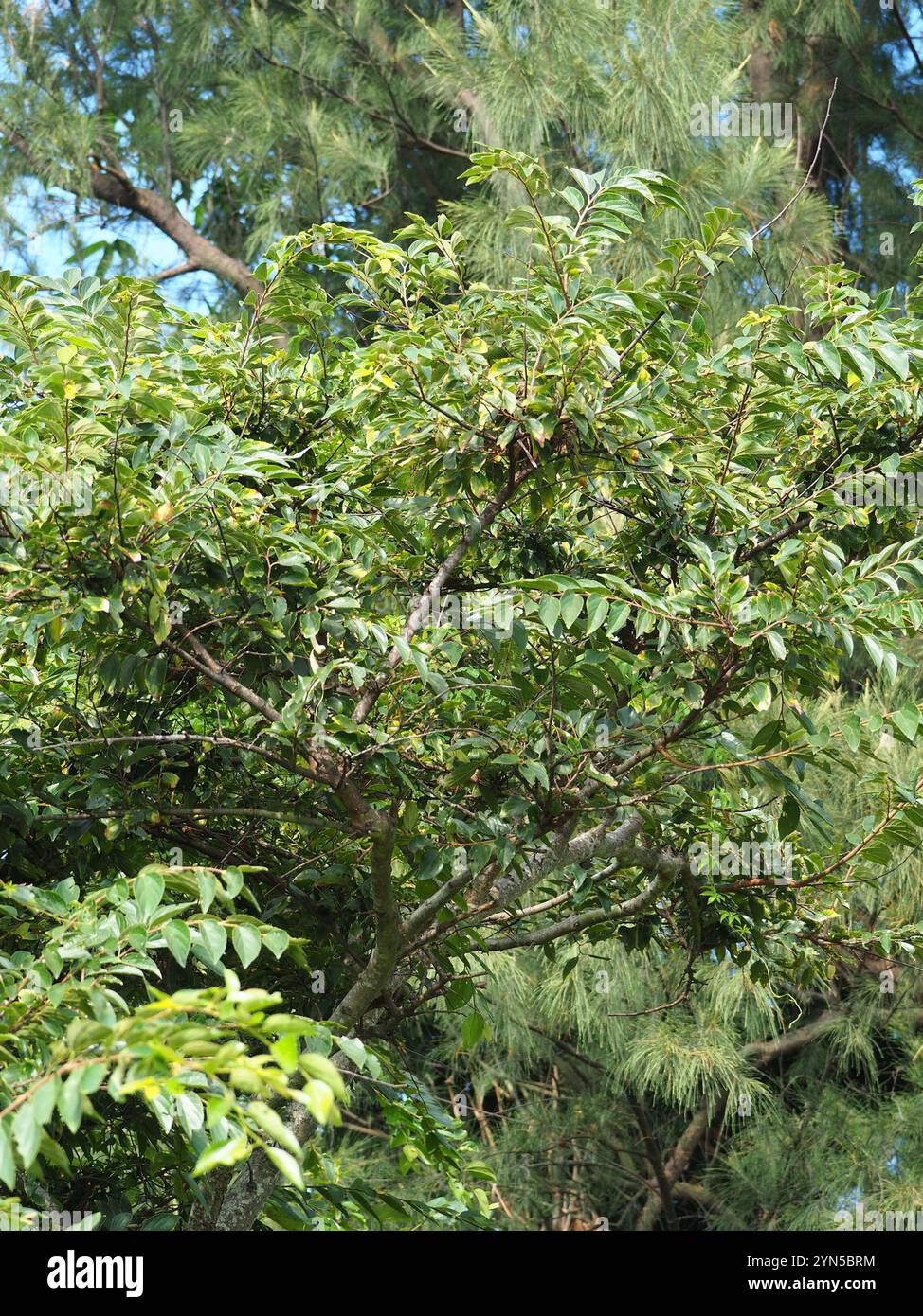 Chinese Hackberry (Celtis sinensis Stock Photo - Alamy