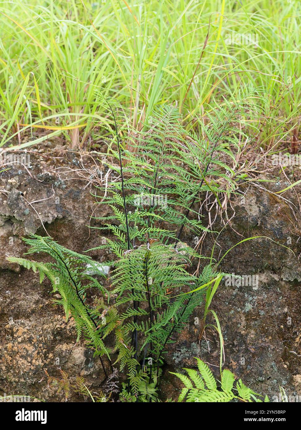 silver fern (Pityrogramma calomelanos Stock Photo - Alamy