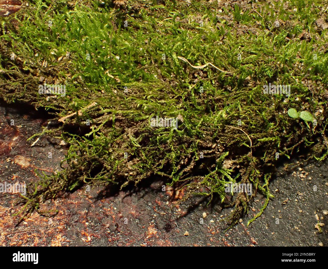 tangled thread moss (Hygroamblystegium varium Stock Photo - Alamy