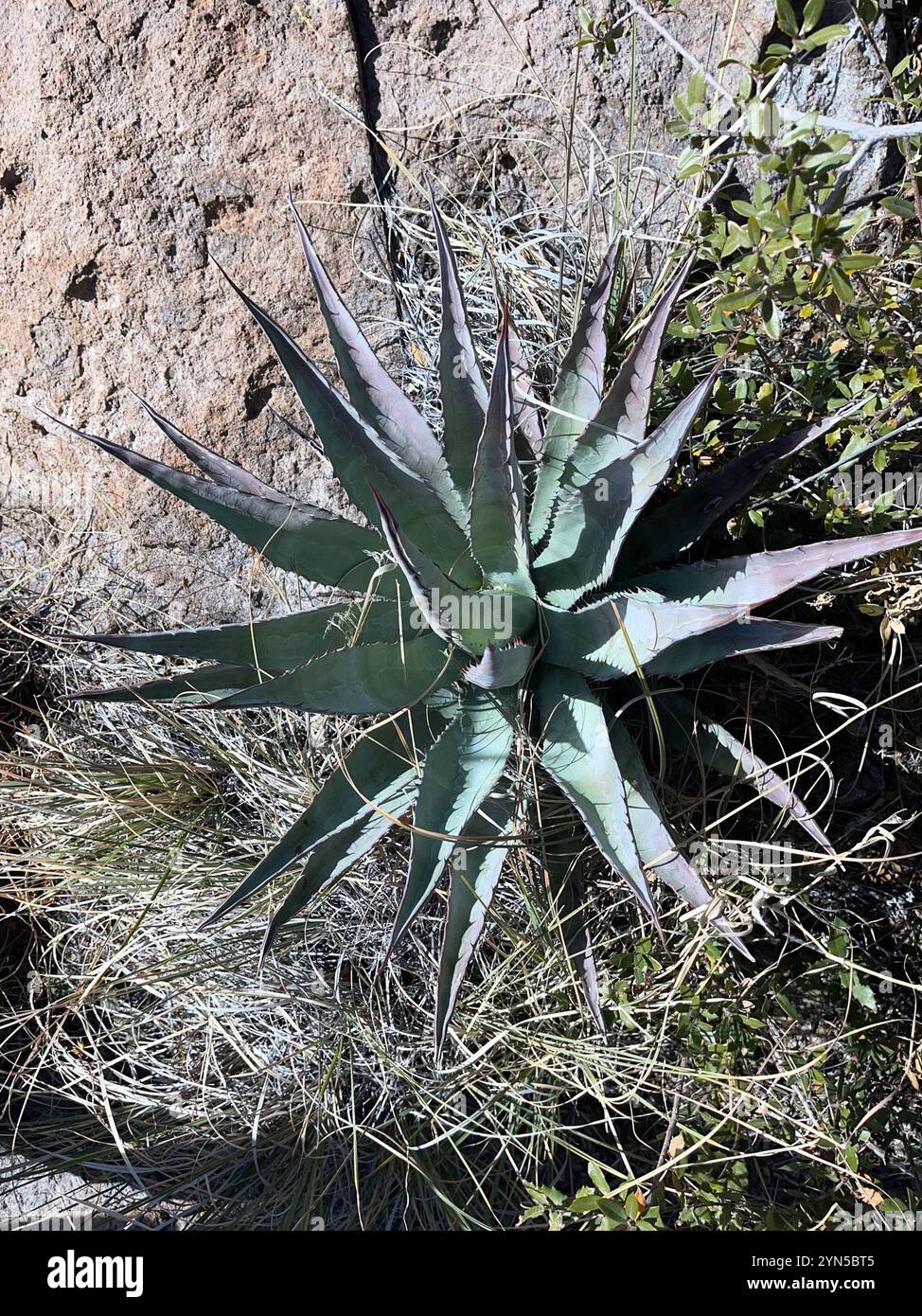 Palmers agave hi-res stock photography and images - Alamy