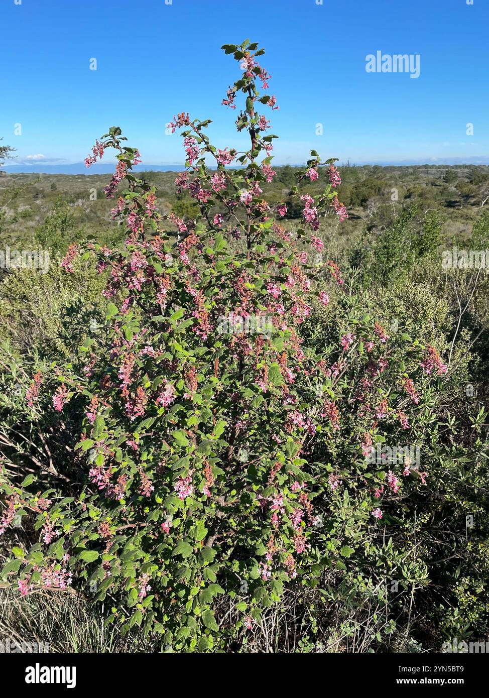 Chaparral Currant (Ribes malvaceum Stock Photo - Alamy