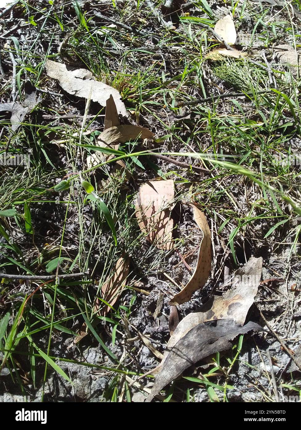 Weeping-grass (Microlaena stipoides Stock Photo - Alamy