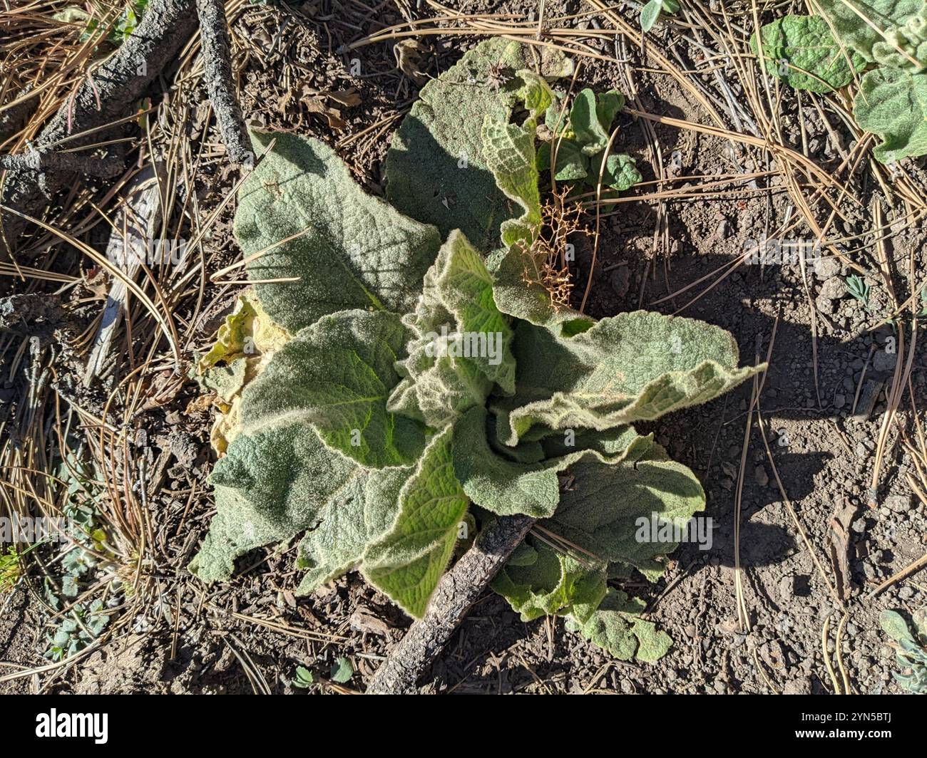 great mullein (Verbascum thapsus Stock Photo - Alamy