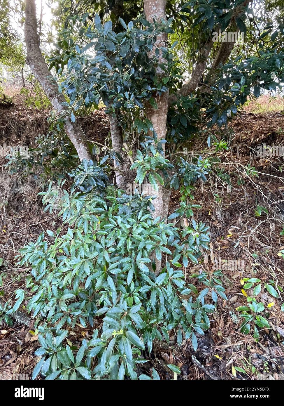 Australian Cheesewood (Pittosporum undulatum Stock Photo - Alamy