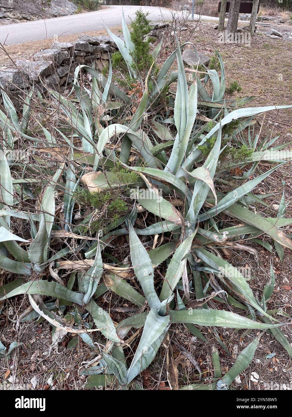American century plant (Agave americana Stock Photo - Alamy