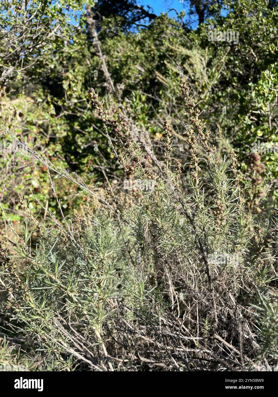 California sagebrush (Artemisia californica Stock Photo - Alamy
