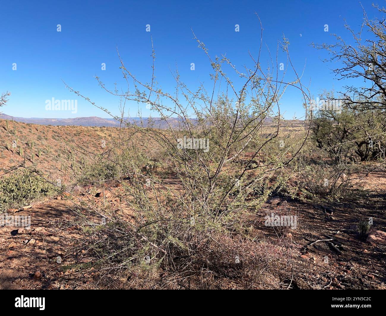 Catclaw Acacia (Senegalia greggii Stock Photo - Alamy