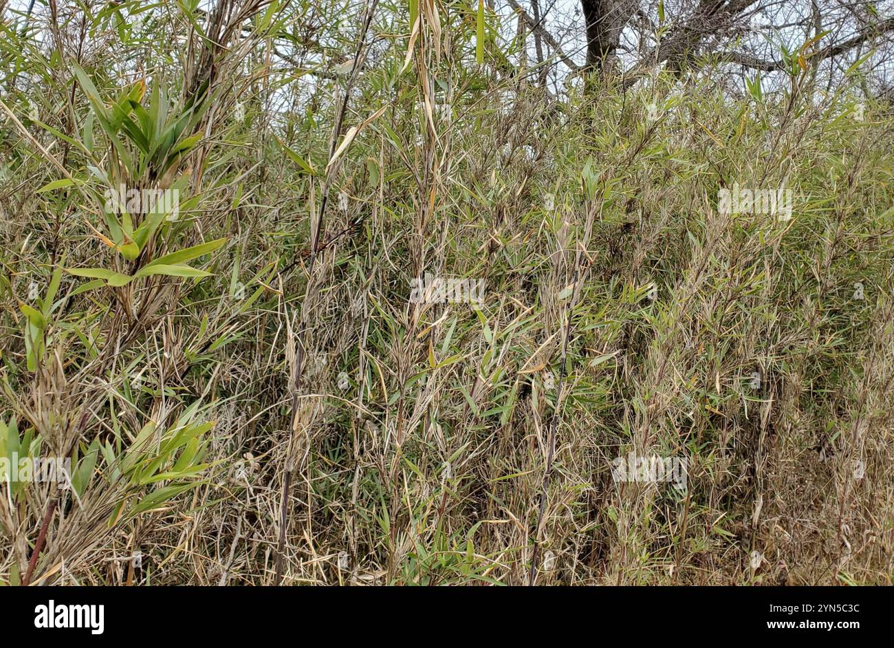 river cane (Arundinaria gigantea Stock Photo - Alamy