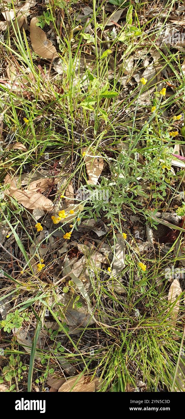 Common Everlasting (Chrysocephalum apiculatum Stock Photo - Alamy