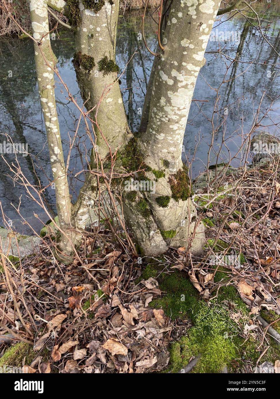 Red Alder (Alnus rubra Stock Photo - Alamy