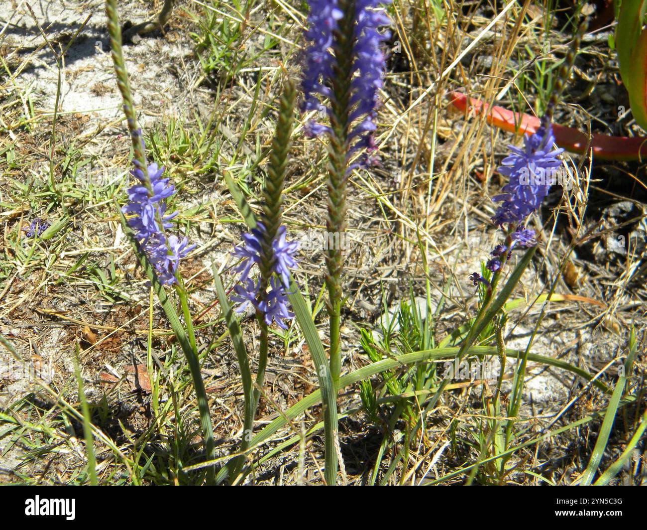 Swordleaf Combflower (Micranthus alopecuroides Stock Photo - Alamy