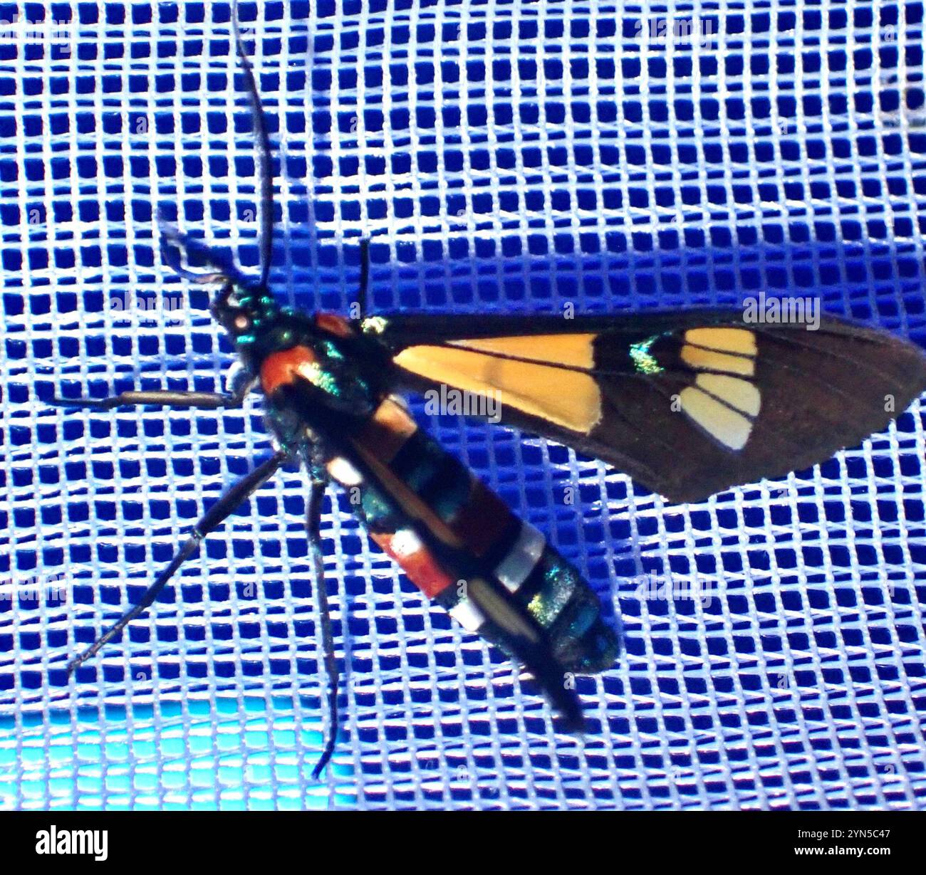 Basker (Euchromia lethe Stock Photo - Alamy